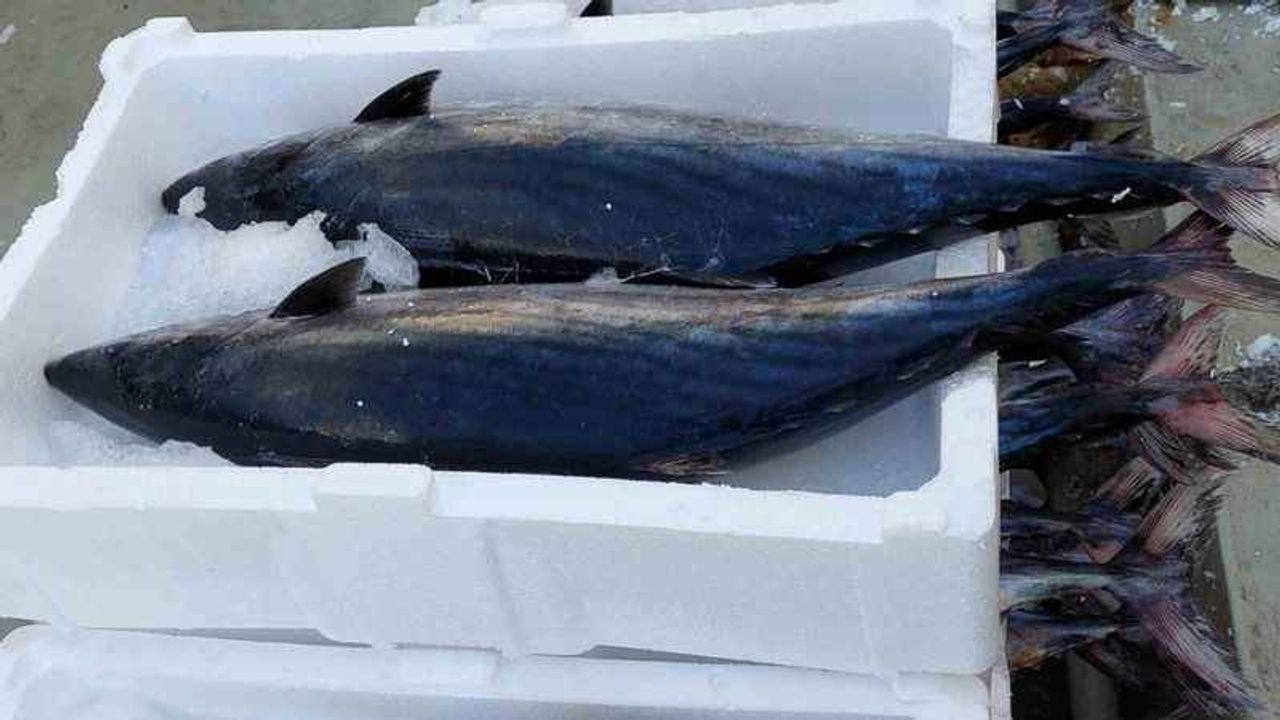 Torik Balığı Nedir? Nerede ve Ne Zaman Çıkar? - | Kalenin Sesi - Çanakkale