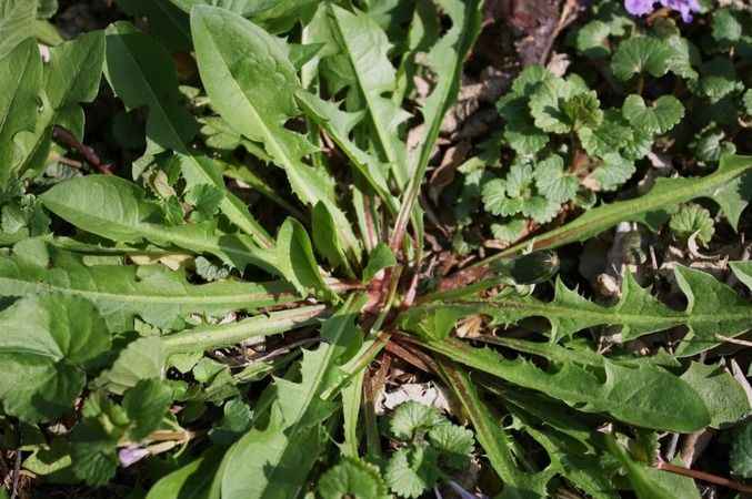 Patlangıç Otu Nedir? Hangi Hastalıklara İyi Geliyor? - | Kalenin Sesi ...